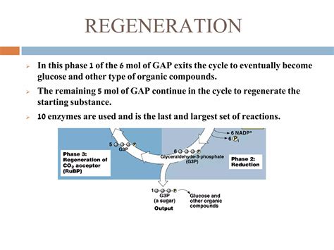 C3 Pathway In Plants Pptx