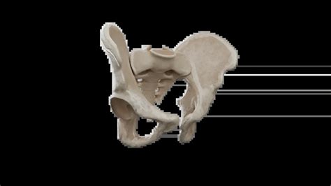 3d Anatomy Model Of Pelvic Organs