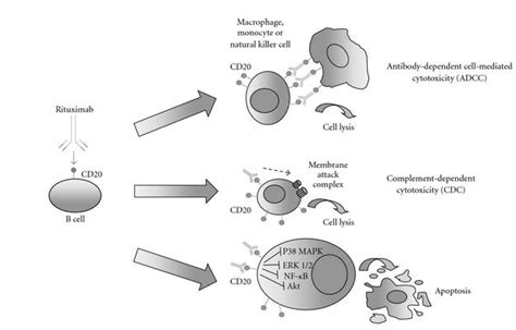Rituximab Rituxan Mabthera In The Treatment Of B Cell Non Hodgkins