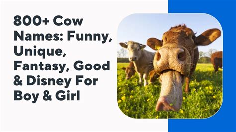 800 Cow Names Funny Unique Fantasy Good And Disney For Boy And Girl