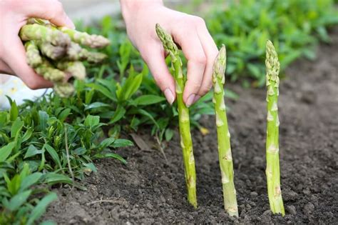 El Cultivo Del Espárrago En El Perú Y Las Amenazas De Plagas Agro Club