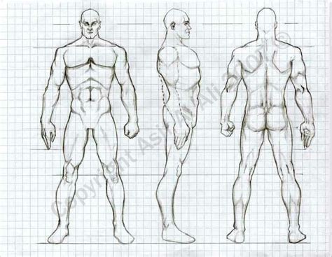 Human Figure Orthographic Projection