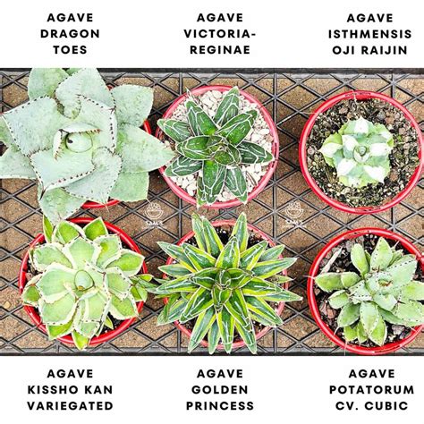 Agave Golden Princess Succulents Online Plants Online