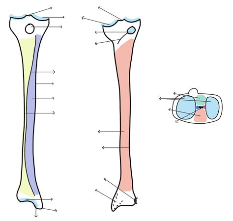 Tibia Diagram Quizlet