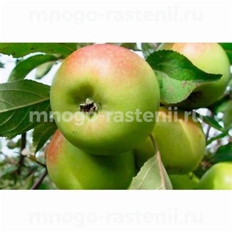 Саженцы Яблоня Братчуд купить по цене 600 руб. в Москве с доставкой из ...