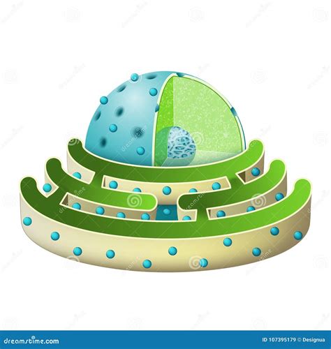 Nucleolus Cartoons Illustrations And Vector Stock Images 326 Pictures