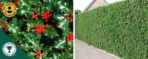 Holly Hedging Hopes Grove Nurseries