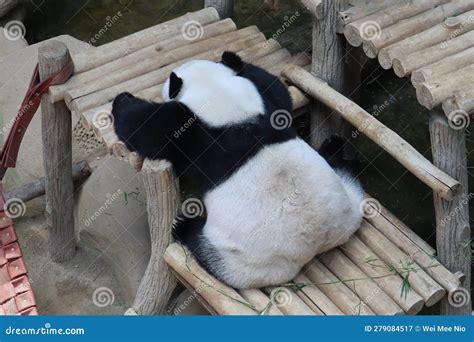 Cute Fat Panda Was Lying Stock Image Image Of Travel 279084517