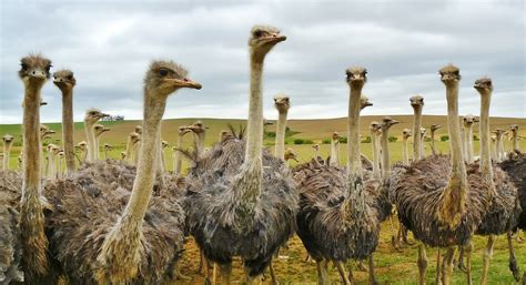 Ostrich Fact Sheet Cswd