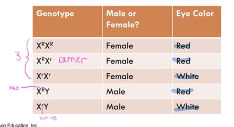 Sex Chromosomes And Sex Linked Genes Flashcards Quizlet