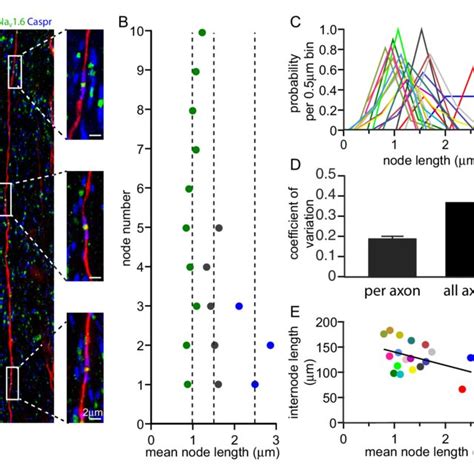 Heterogeneity Of Ranvier Node Lengths In The Optic Nerve And Cerebral Download Scientific