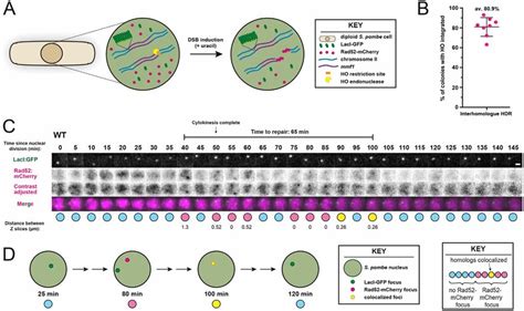Fission Yeast Model System To Monitor Homology Search During