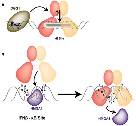 Co Factors Affecting Nf Bdna Complex Altering Dna Structural