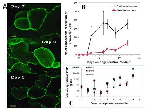 Plasmodesmata During Shoot Regeneration A Leaf Segment From Tobacco Download Scientific