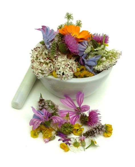 Erbe E Piante Officinali Elenco E Proprietà Cure Naturali It