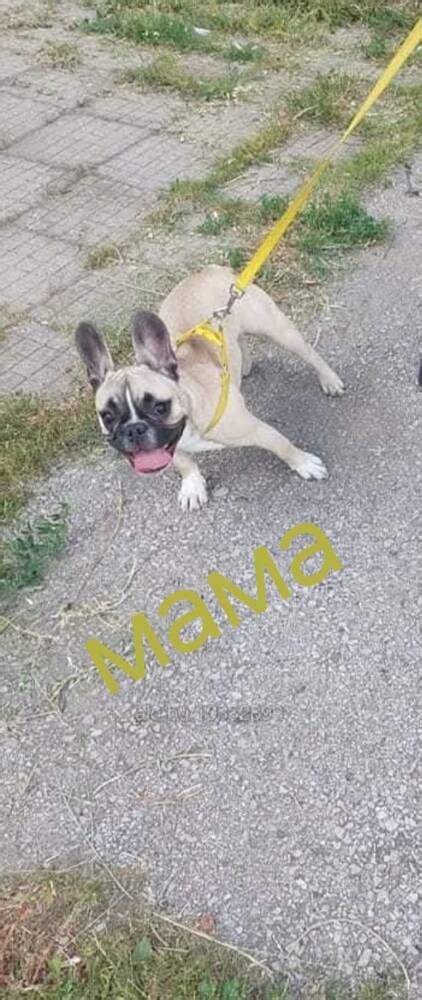 Френски булдог Други редки породи 1 месеца Мъжко Женско Чистокръвно Кучета продава П