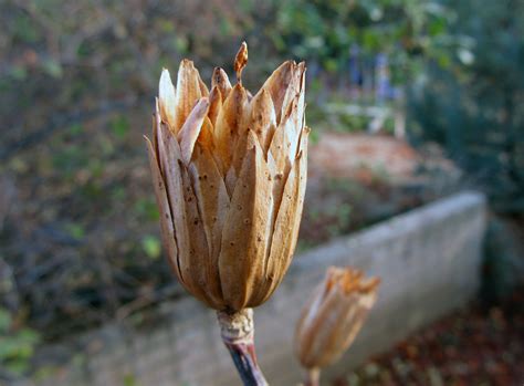 February 2022 Awkward Botany