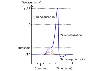 Action Potential Speechneurolab