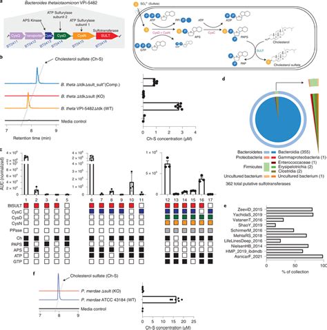 A Biosynthetic Gene Cluster In Human Gut Bacteria Converts Ch To