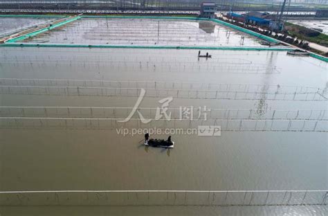 江苏兴化水上春耕忙 人民图片网