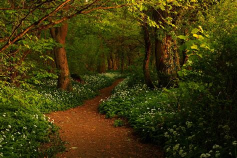 Spring Forest Path Hd Nature Wallpaper With Blossoming Greenery And