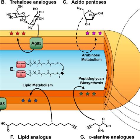 Overview Of Metabolite Based Chemical Probes Used In Mtb Previous