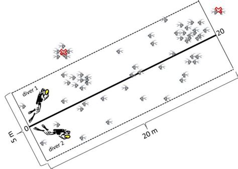 Schematic Of Underwater Visual Census Uvc Observations Using The Belt