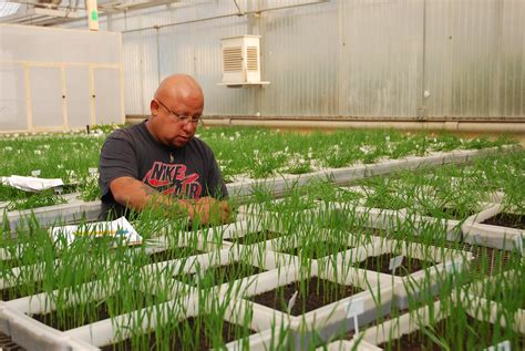 Germination Test For Wheat At Amanda Castillo Blog