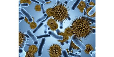 How To Use A Microscope To See Bacteria