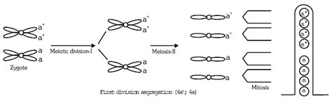 Sex Determination Biology Class 12 NEET PDF Download