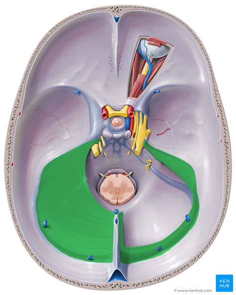 Tentorium Cerebelli Anatomy And Function Kenhub