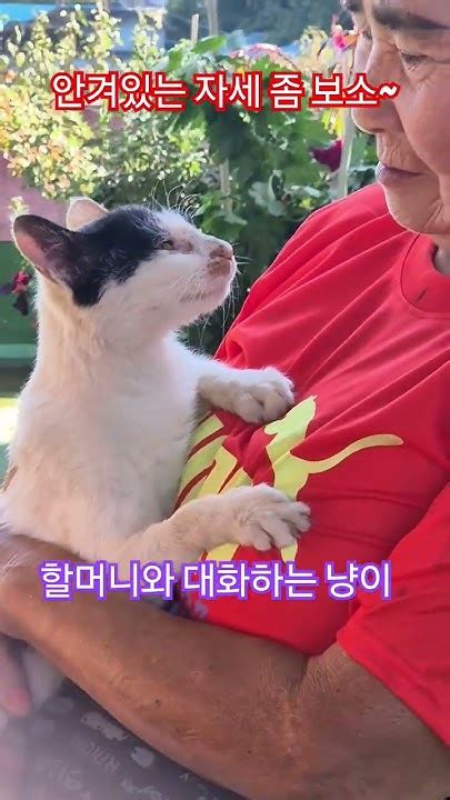 할머니와대화하는냥이 할머니품에안겨있는냥의모습이혹시사람아닌겨 강진댁과냥이3 Youtube