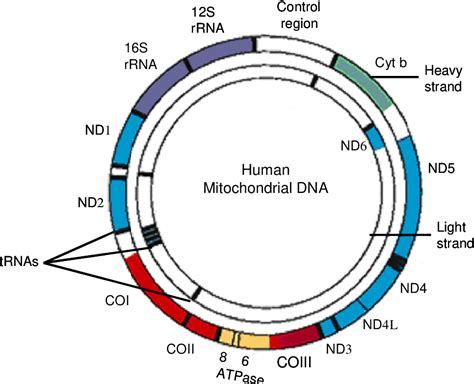 Mitochondrial Dna Forensics