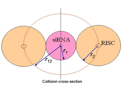Schematic Diagram Of Sirna And Risc Molecules Download Scientific Diagram