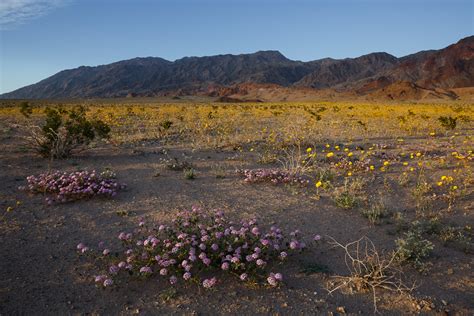 Jeff Sullivan Photography Death Valley Super Bloom 2016 Best