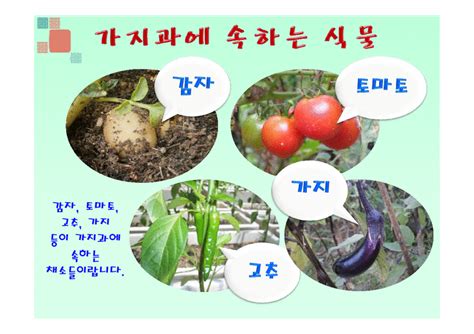 감자꽃이 피었어요음성녹음 이야기나누기 감자프로젝트 채소 텃밭 가지과식물 세계4대식량작물 감자가되기까지 감자로만든음식 인문교육