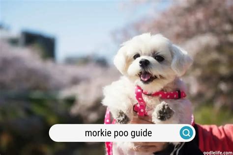 Maltipoo Yorkie Mix Information And Photos Oodle Life
