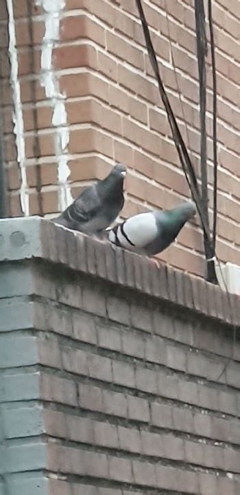 부부란 벗이란 가족이란 ㅡ 다가가고 물러서는 작은 자취들 가득하고 빼곡히다네 어른스러움이란 다가가기 긴 노력에서 저절로 우러나네 자연히 엿보이네 Youtube