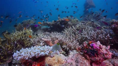 Healthy Coral Reef