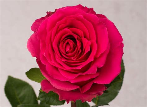 Rose Full Monty Hot Pink Fagua Flowers