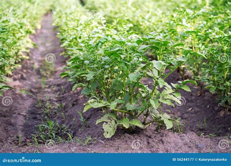 Rows Of Potatoes Stock Image Image Of Rural Garden 56244177