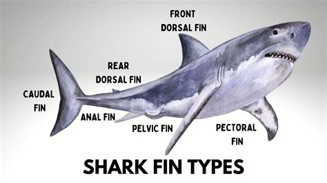 8 Types Of Shark Fins Anatomy Facts And More Shark Truth