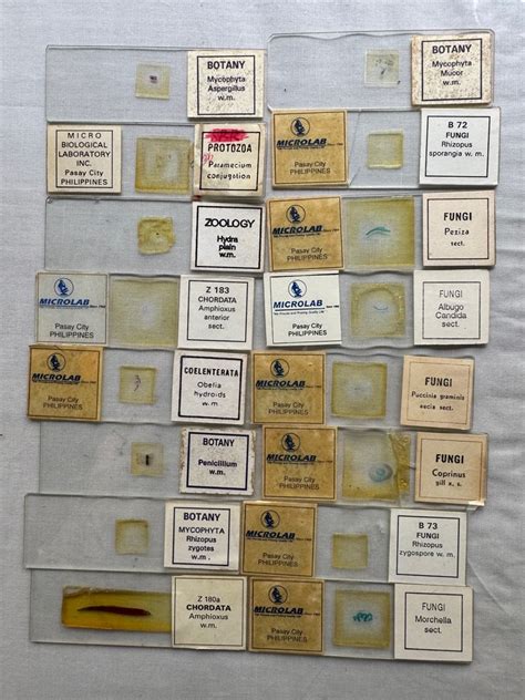 Microscopic Slides Specimen Health And Nutrition Medical Supplies And Tools On Carousell