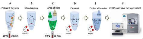 Fast Glycan Analysis And Labeling Kit