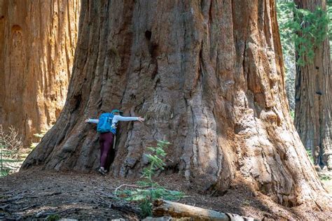 Mariposa Grove Trail The Best Sequoia Hike In Yosemite National Park