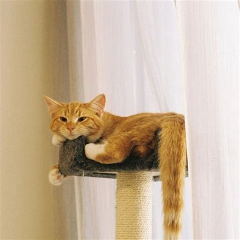 Relax And Unwind With Cbd Infused Catnip Tincture