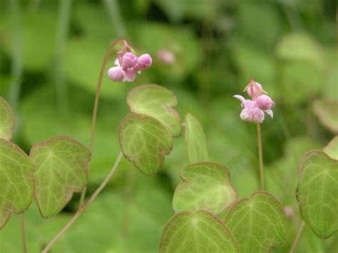 한국의 멸종위기종