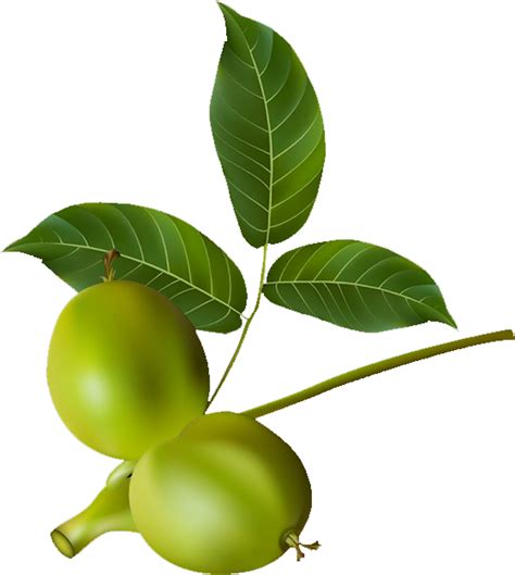 دانلود تصویر گردو کارتونی پی ان جی مناسب کشیدن نقاشی کودکانه