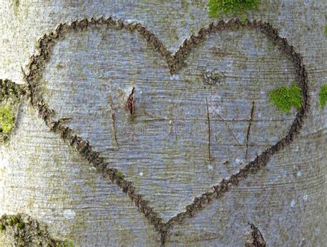 Heart Symbol Carved On The Tree Stock Image Image Of Wildlife Love 214581551