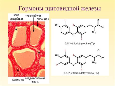 Железистый эпителий презентация онлайн
